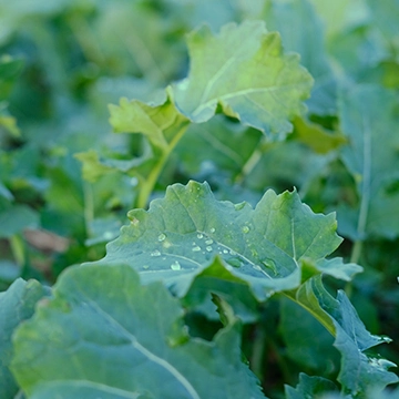 Coltivazione della colza – Dalla semina al raccolto