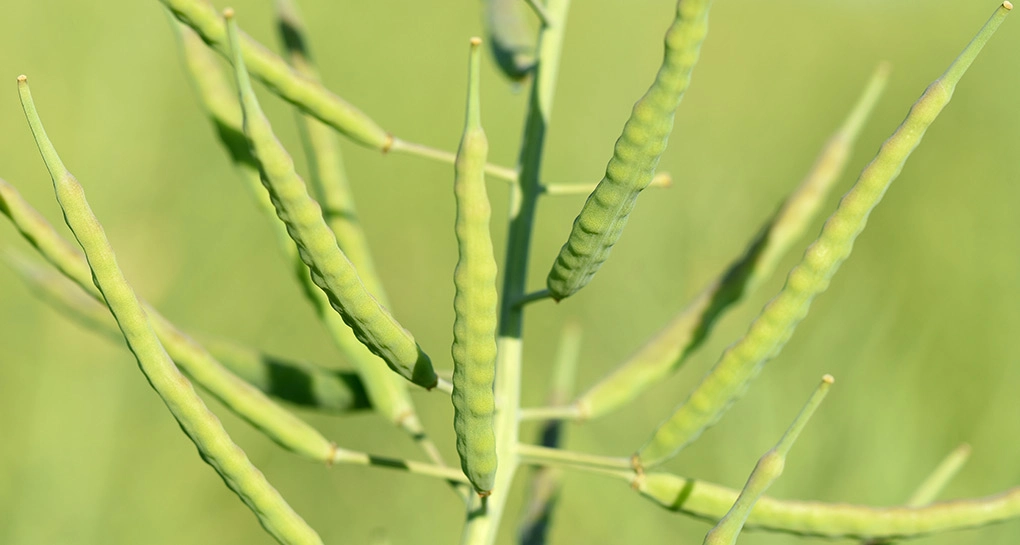 Coltivazione della colza – Dalla semina al raccolto