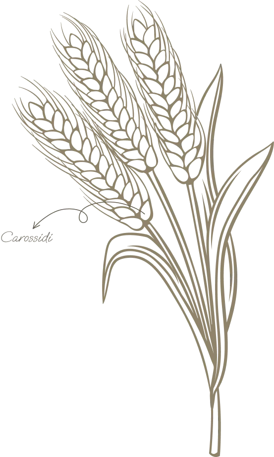 Coltivazione del frumento (grano) – Dalla semina al raccolto