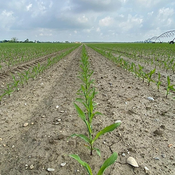 Coltivazione del mais – Dalla semina al raccolto