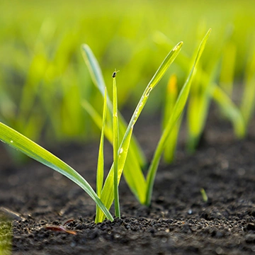 Coltivazione dell’orzo – Dalla semina al raccolto